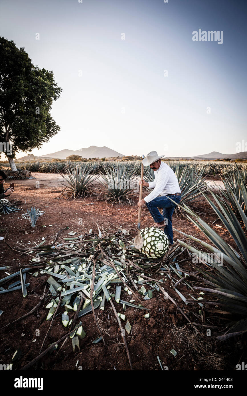 Farmer or Jimador, Ismael, preparing for harvest blue agave, Tequila ...