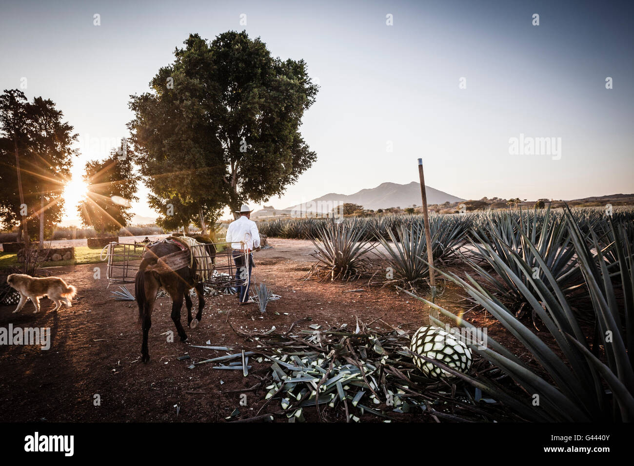 Farmer or Jimador, Ismael, preparing for harvest blue agave, Tequila ...