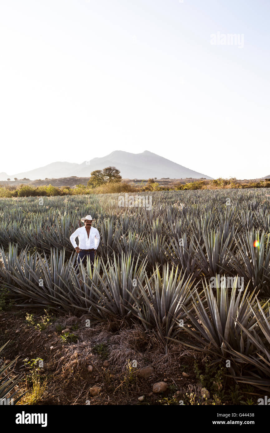 Farmer or Jimador, Ismael, preparing for harvest blue agave, Tequila ...