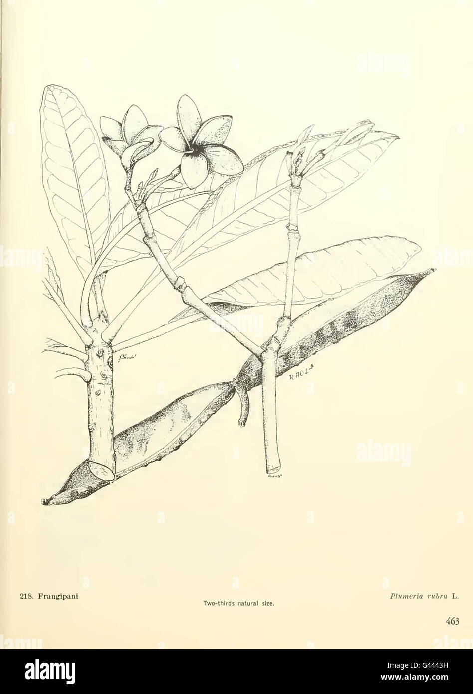 Common trees of Puerto Rico and the Virgin Islands Stock Photo - Alamy