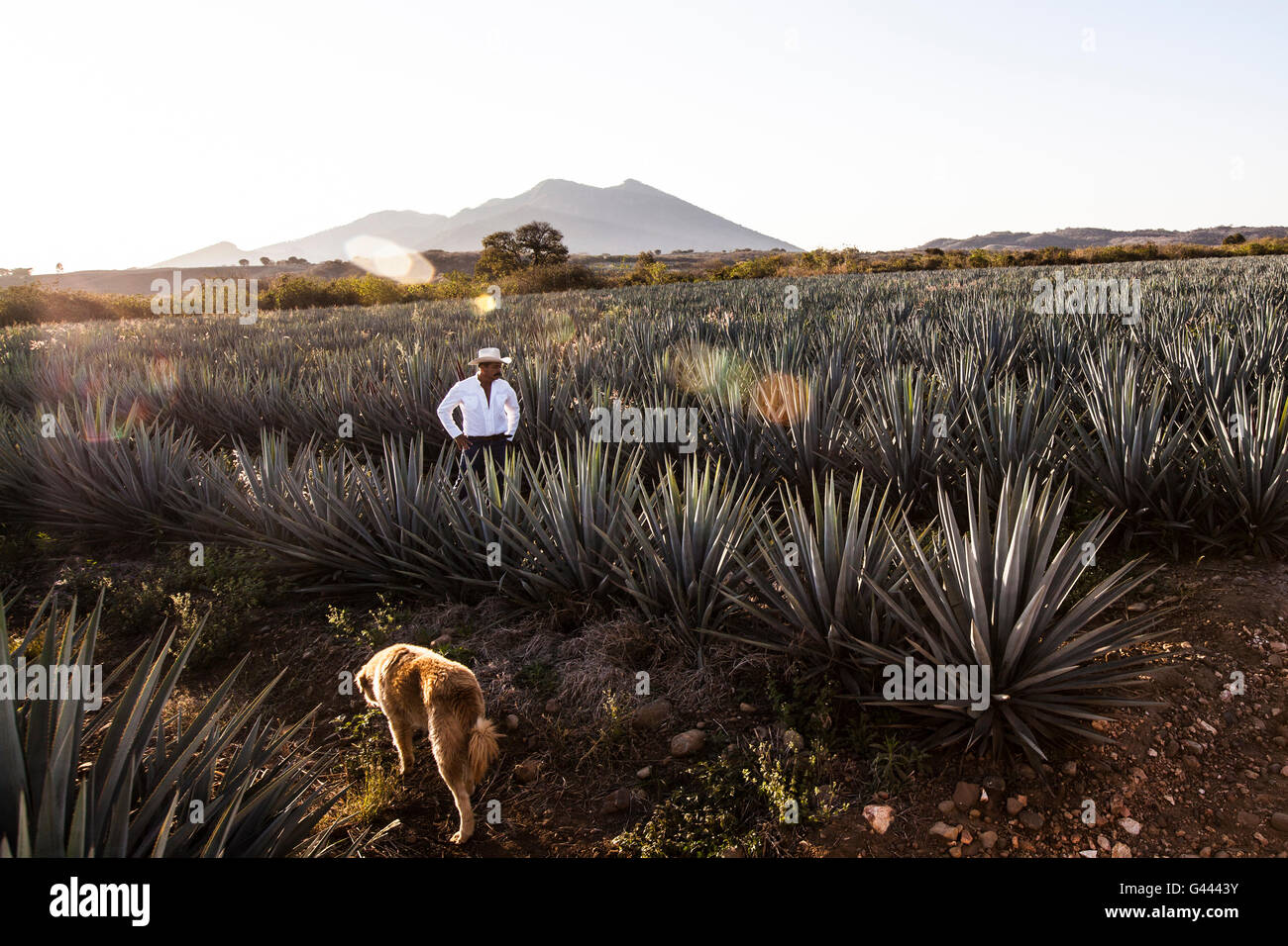 Farmer or Jimador, Ismael, preparing for harvest blue agave, Tequila ...