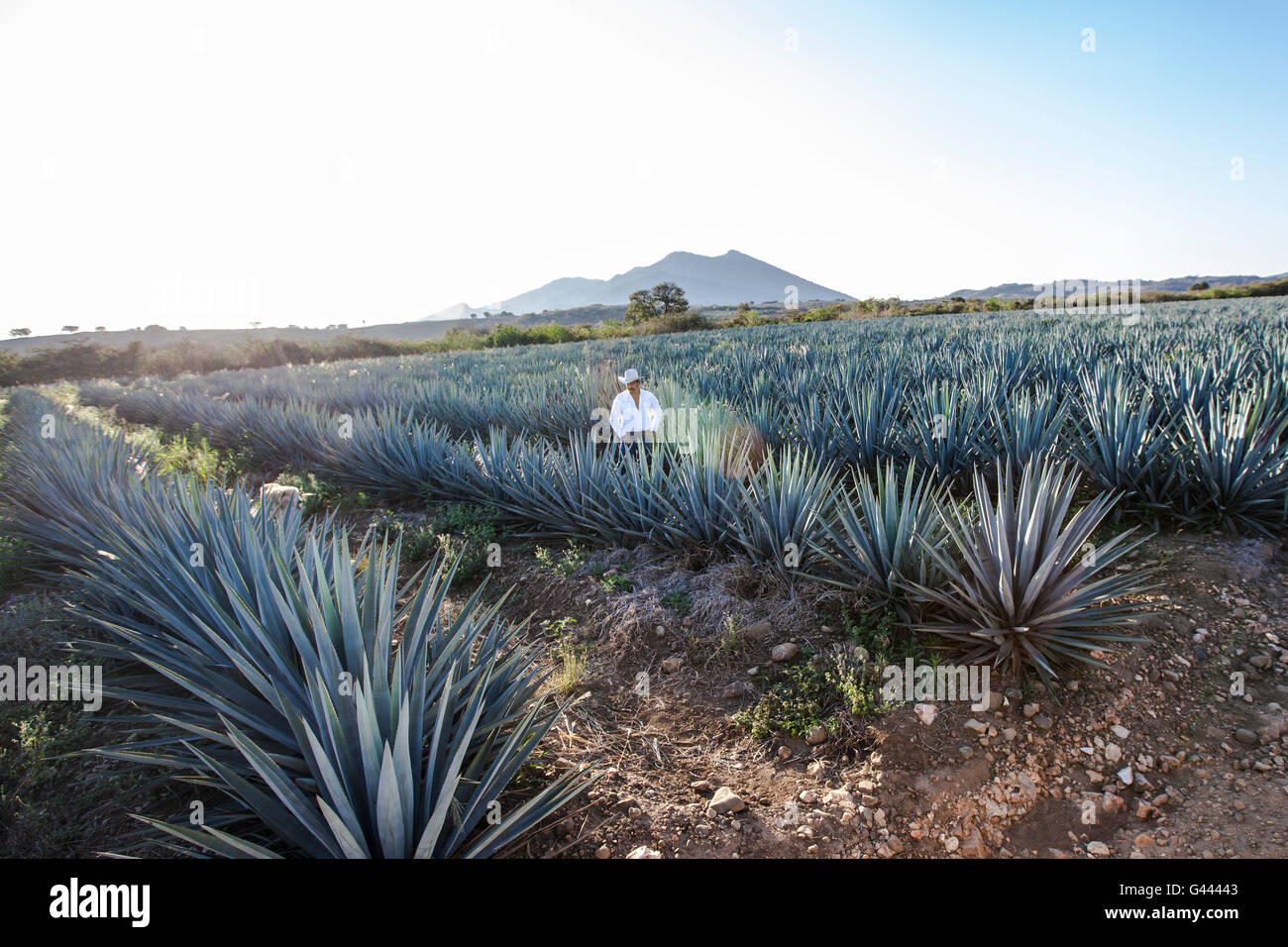 Farmer or Jimador, Ismael, preparing for harvest blue agave, Tequila ...