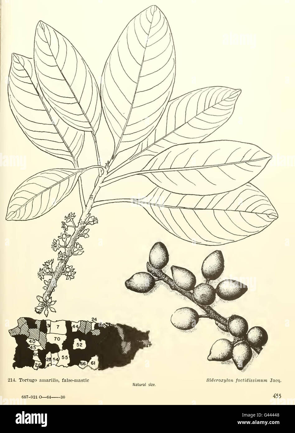 Common trees of Puerto Rico and the Virgin Islands Stock Photo - Alamy