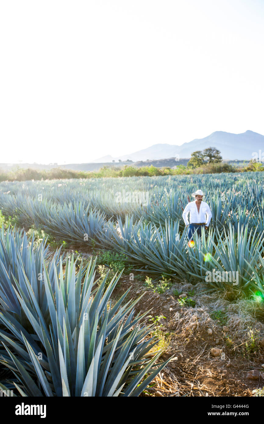 Farmer or Jimador, Ismael, preparing for harvest blue agave, Tequila ...