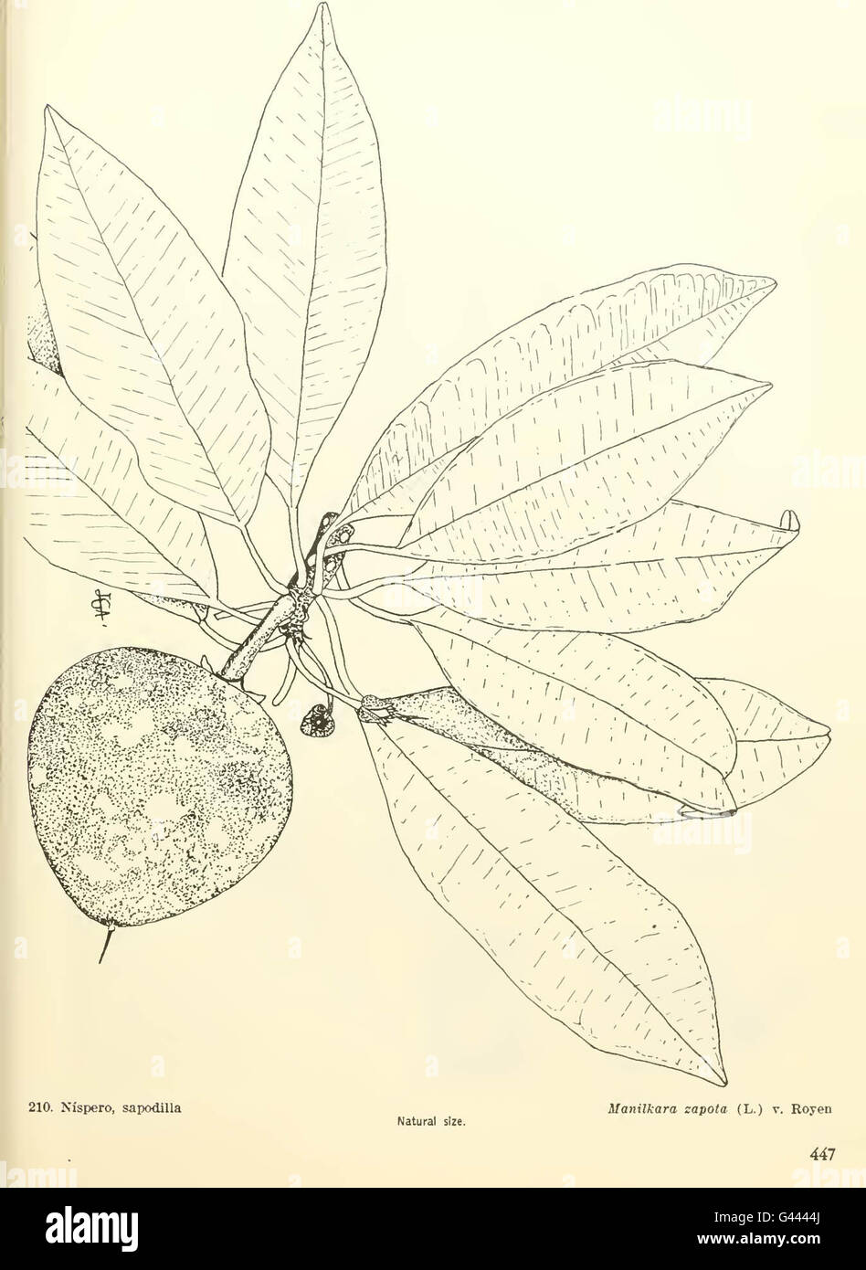 Common trees of Puerto Rico and the Virgin Islands Stock Photo - Alamy