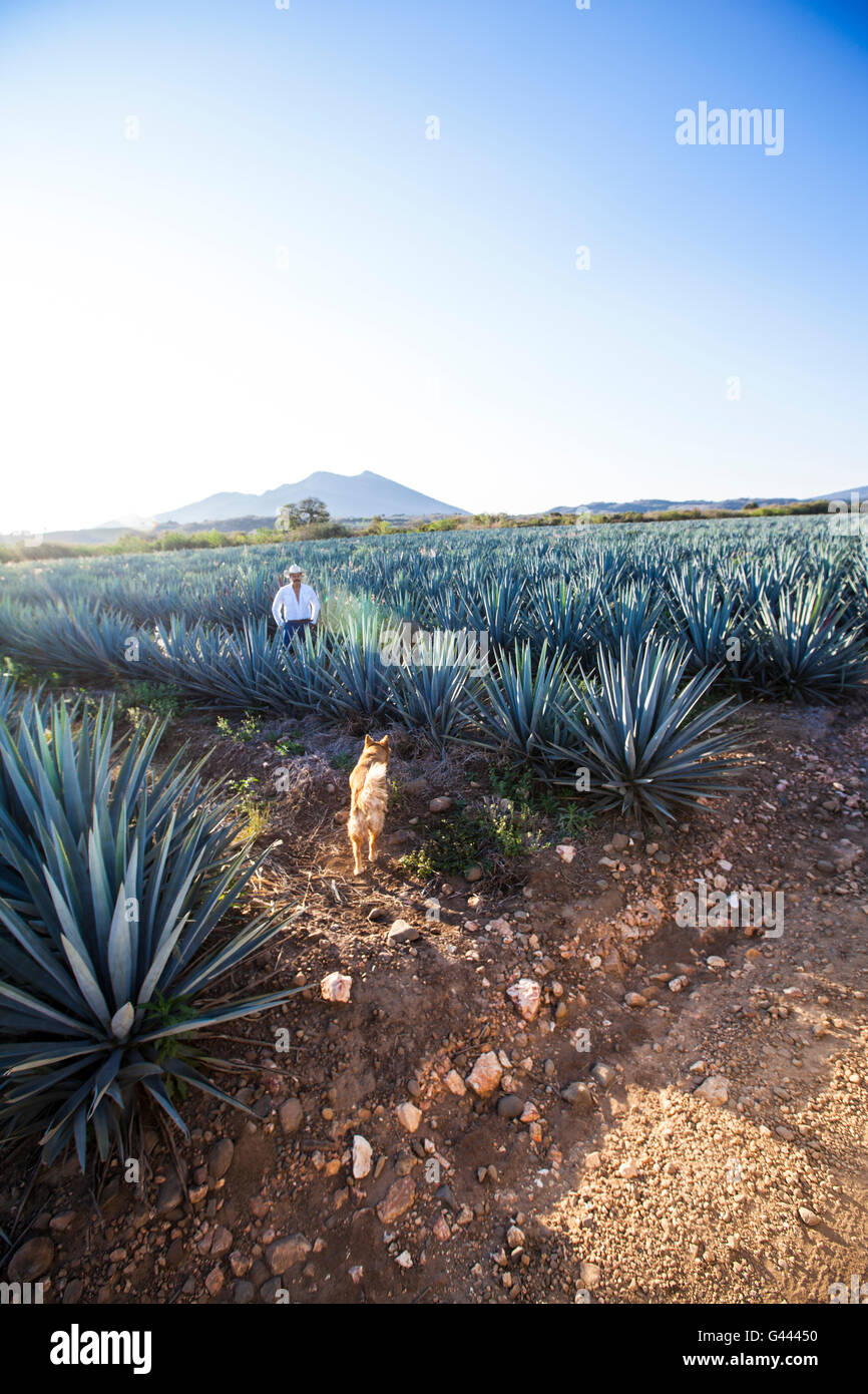 Farmer or Jimador, Ismael, preparing for harvest blue agave, Tequila ...