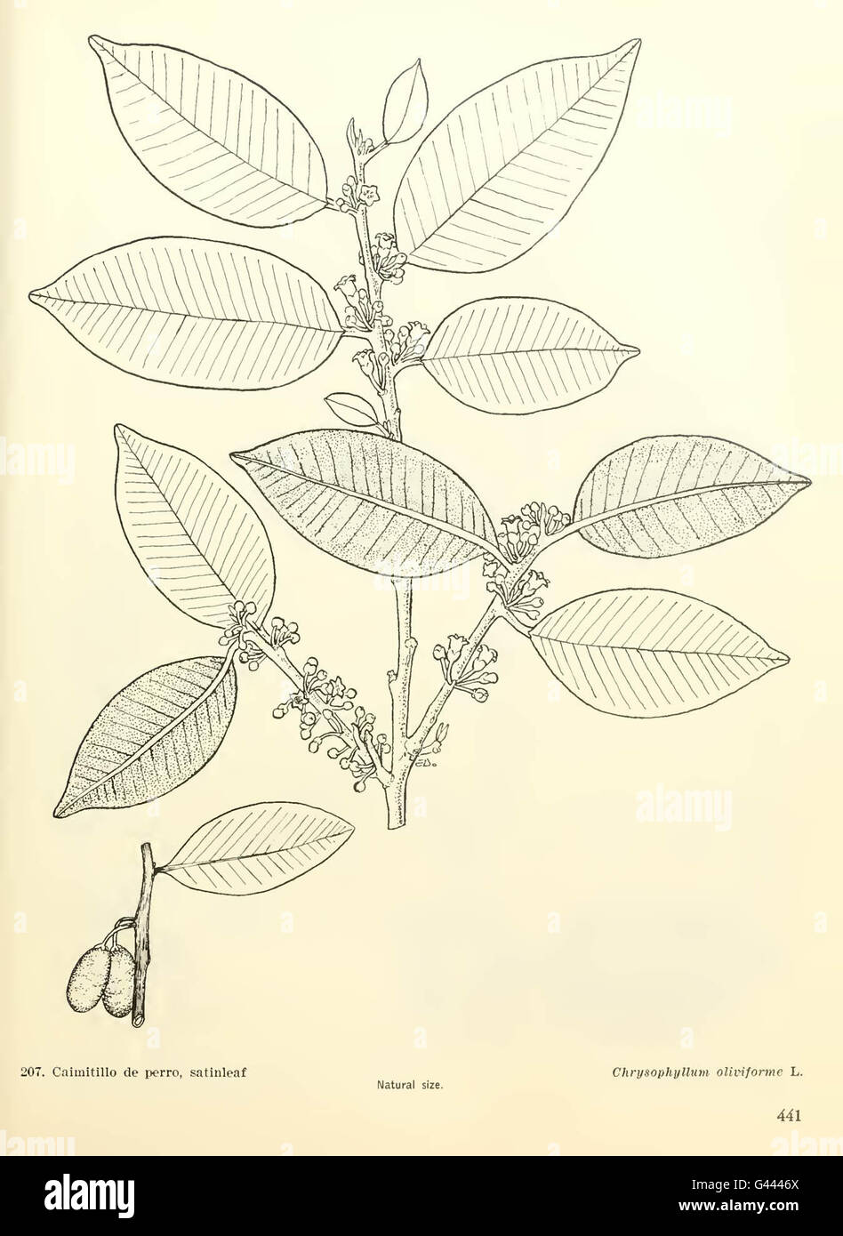 Common trees of Puerto Rico and the Virgin Islands Stock Photo - Alamy