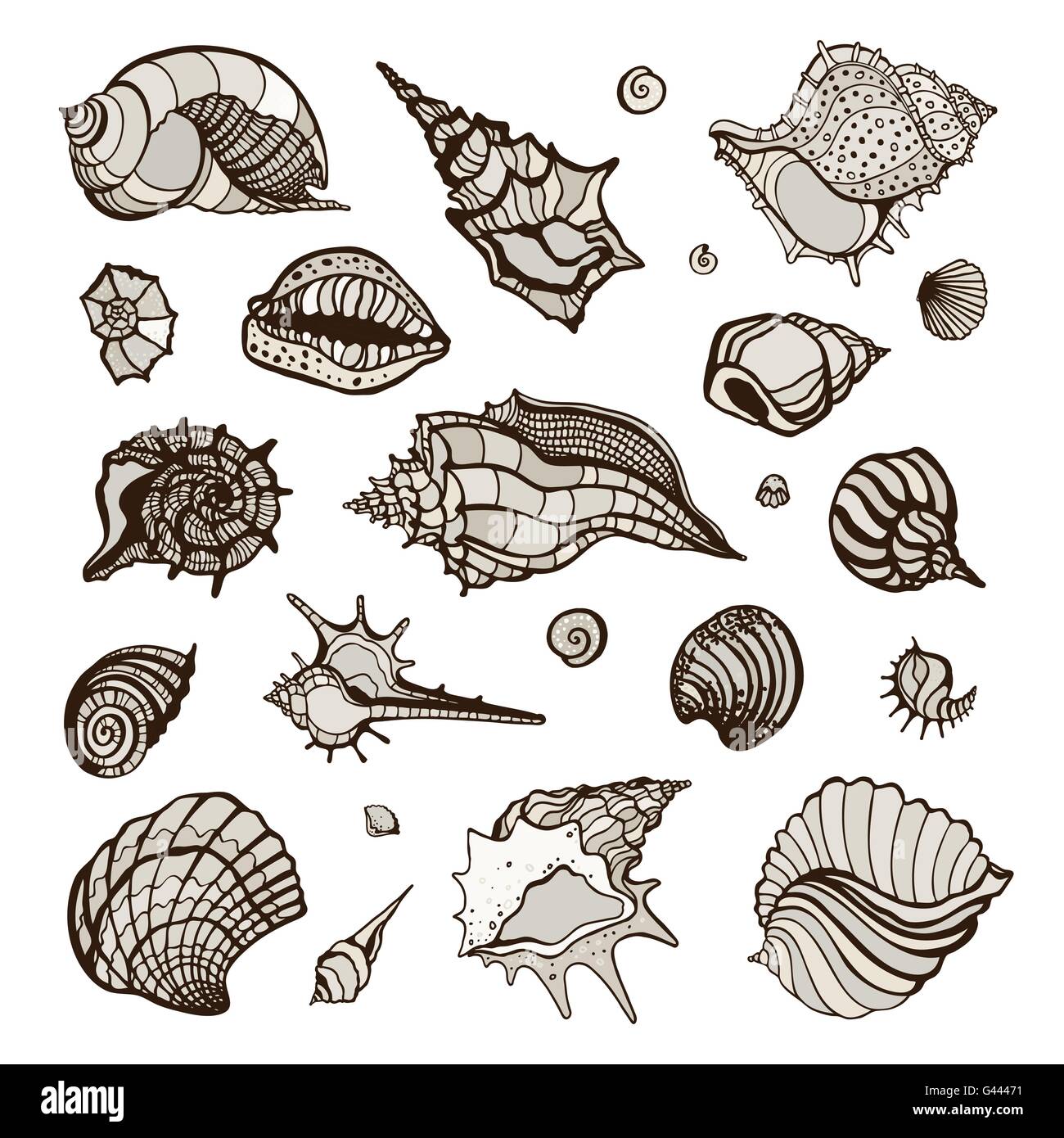 Collection with various sea shells Stock Vector Image & Art - Alamy