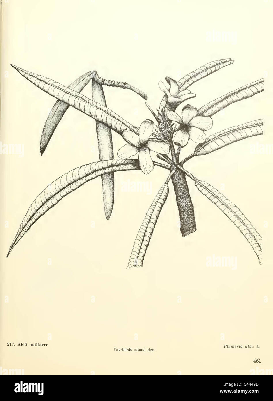 Common trees of Puerto Rico and the Virgin Islands Stock Photo - Alamy