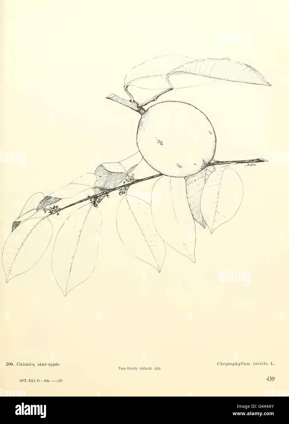 Common trees of Puerto Rico and the Virgin Islands Stock Photo - Alamy