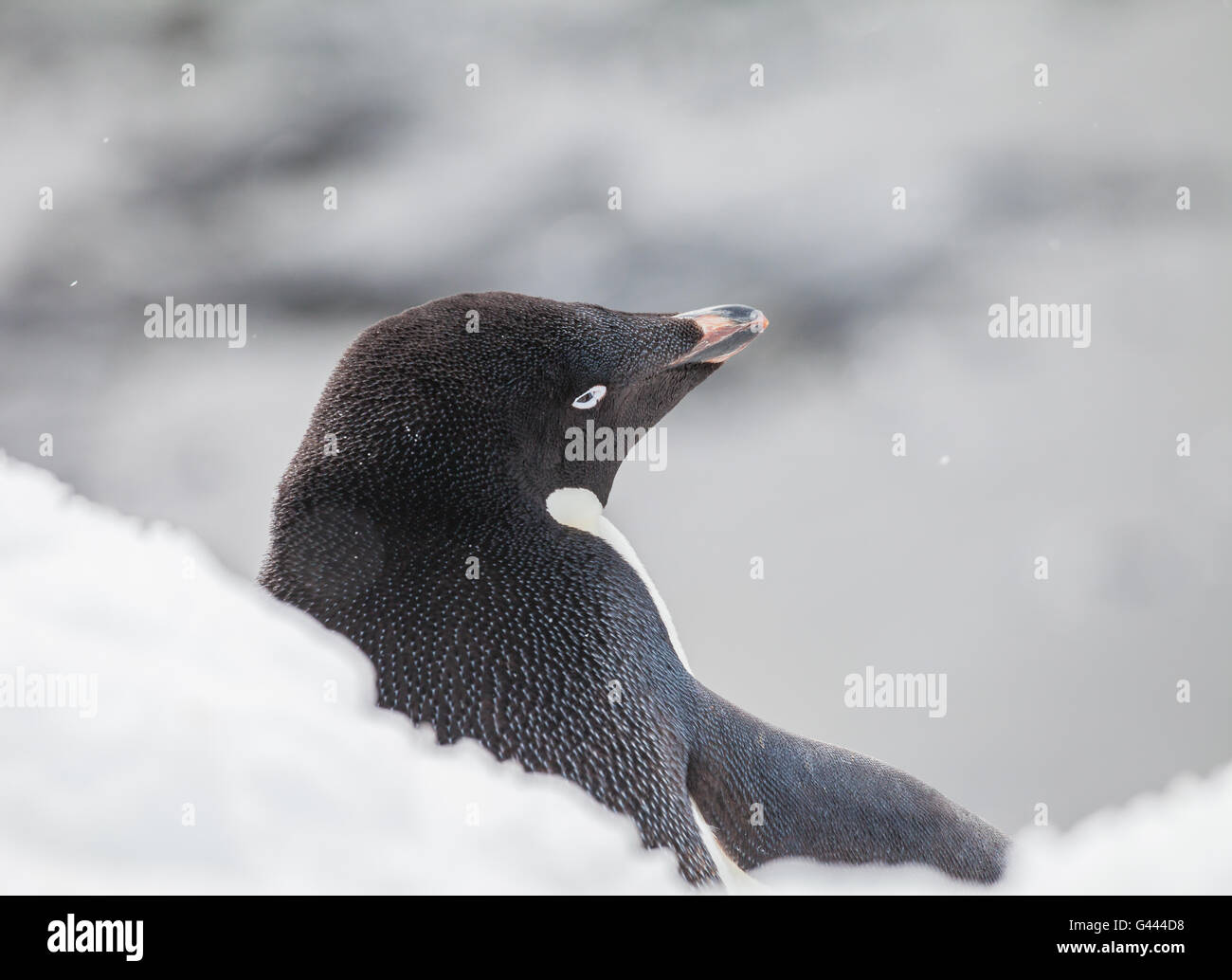 gentoo penguin is a penguin species in the genus Pygoscelis. on snow ...