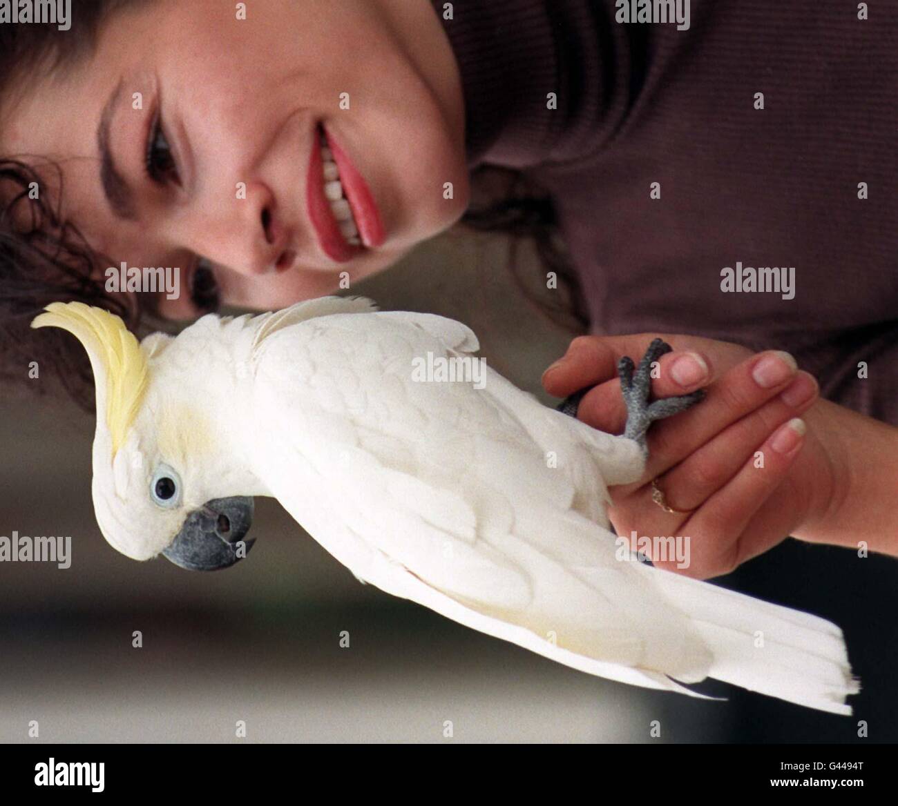 Primrose the cockatoo back with her rightful owner, Sacha Hinds, in ...