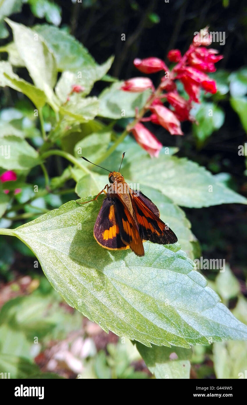 Australian Orange palm dart moth (Cephrenes) perched on a garden leaf ...