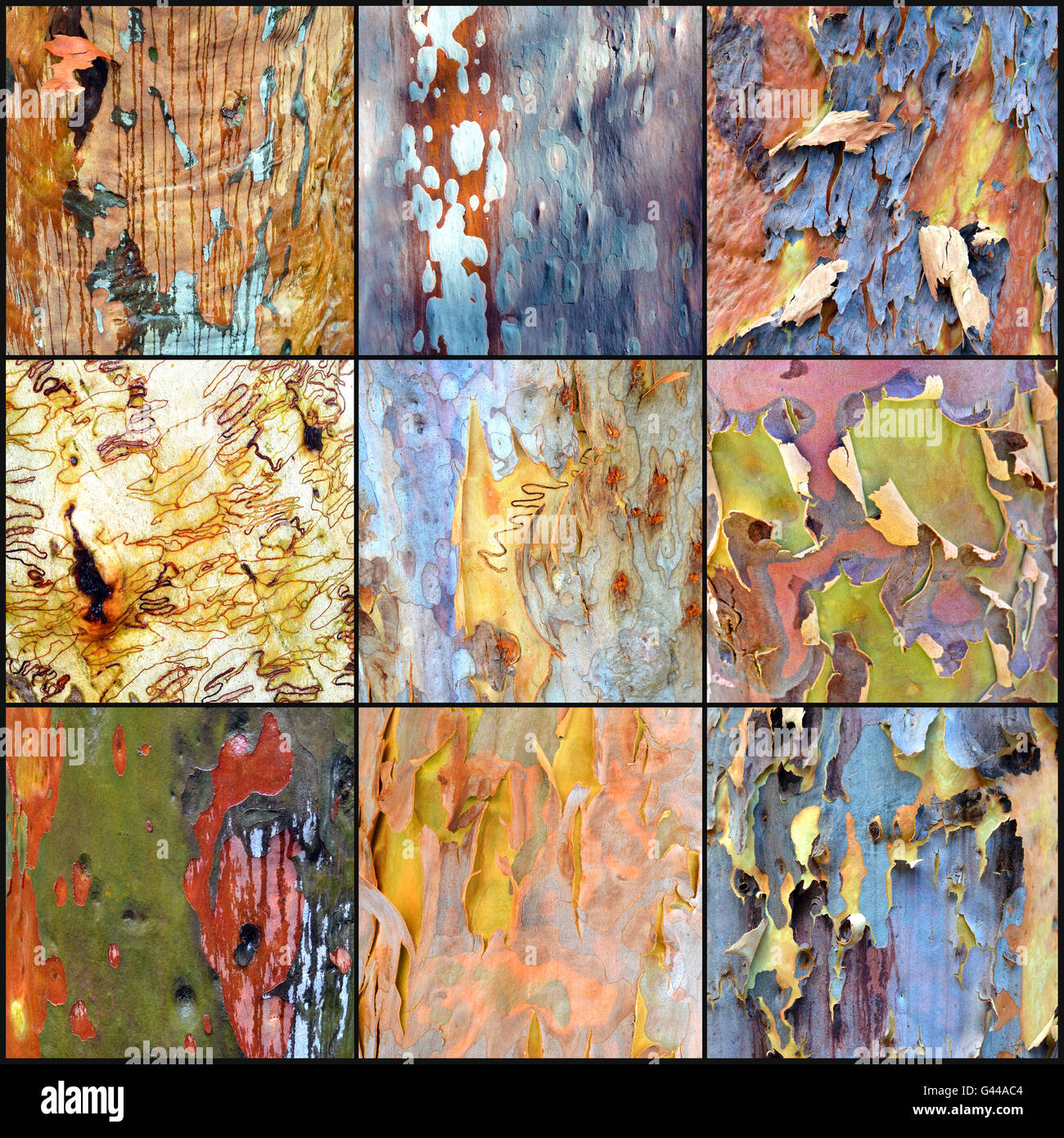 Collage of colorful gumtree (Angophora, Eucalyptus) bark from the ...