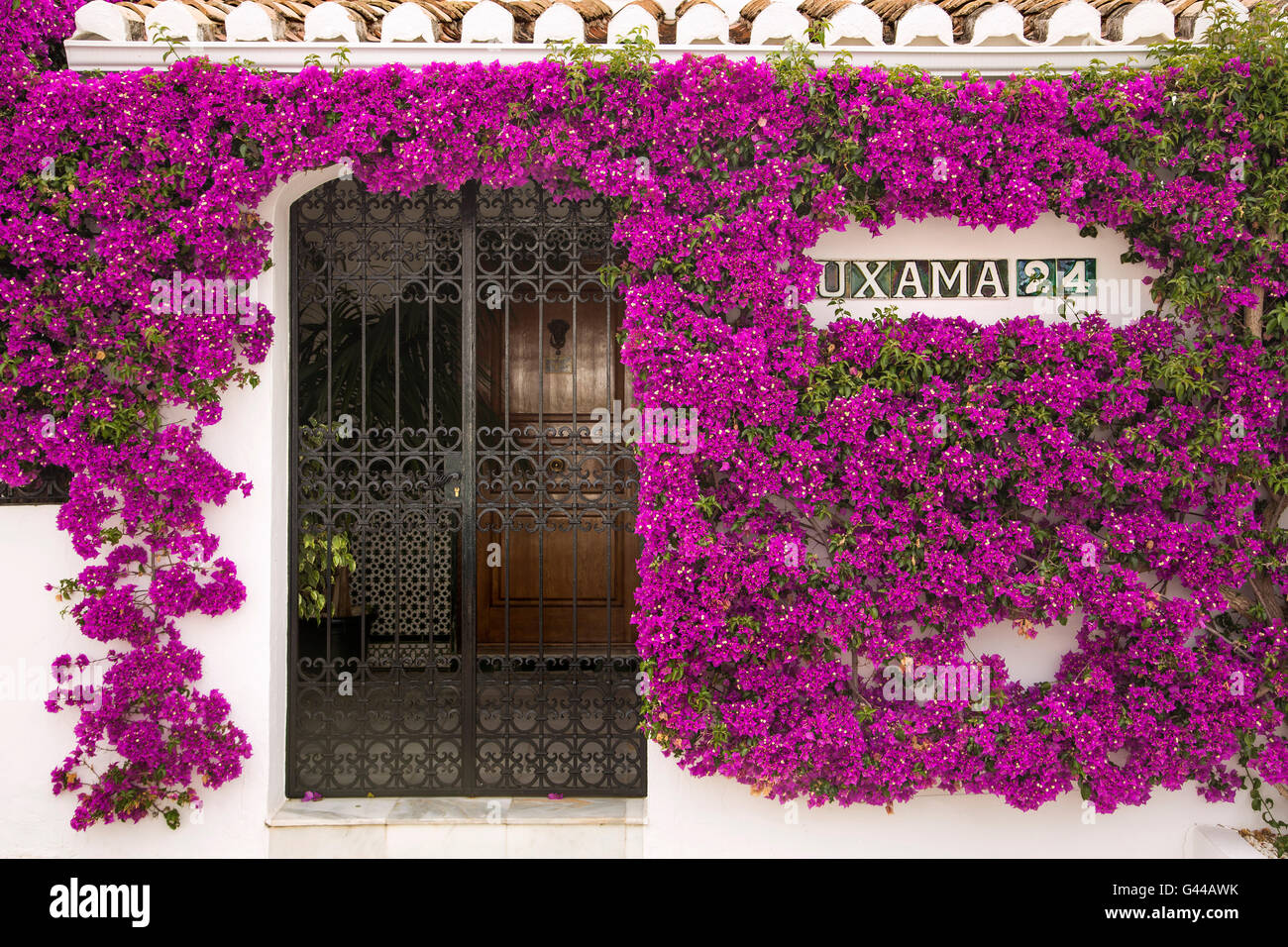 Bougainvillea spectabili, Bouganvilla and wrought iron gate. Pueblo ...