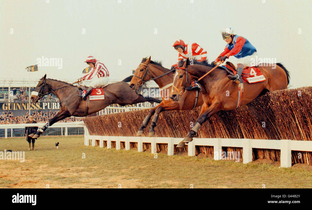 Chelt. (Champion winner) 01 Stock Photo - Alamy