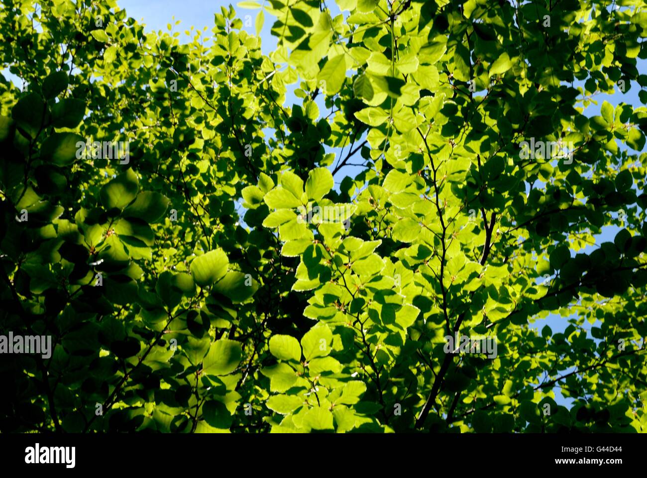 Pure lights hi-res stock photography and images - Alamy