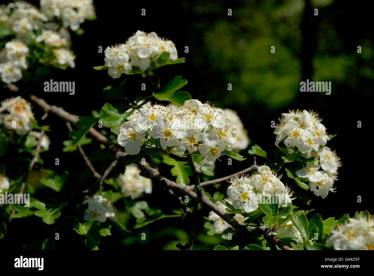 Pure lights hi-res stock photography and images - Alamy