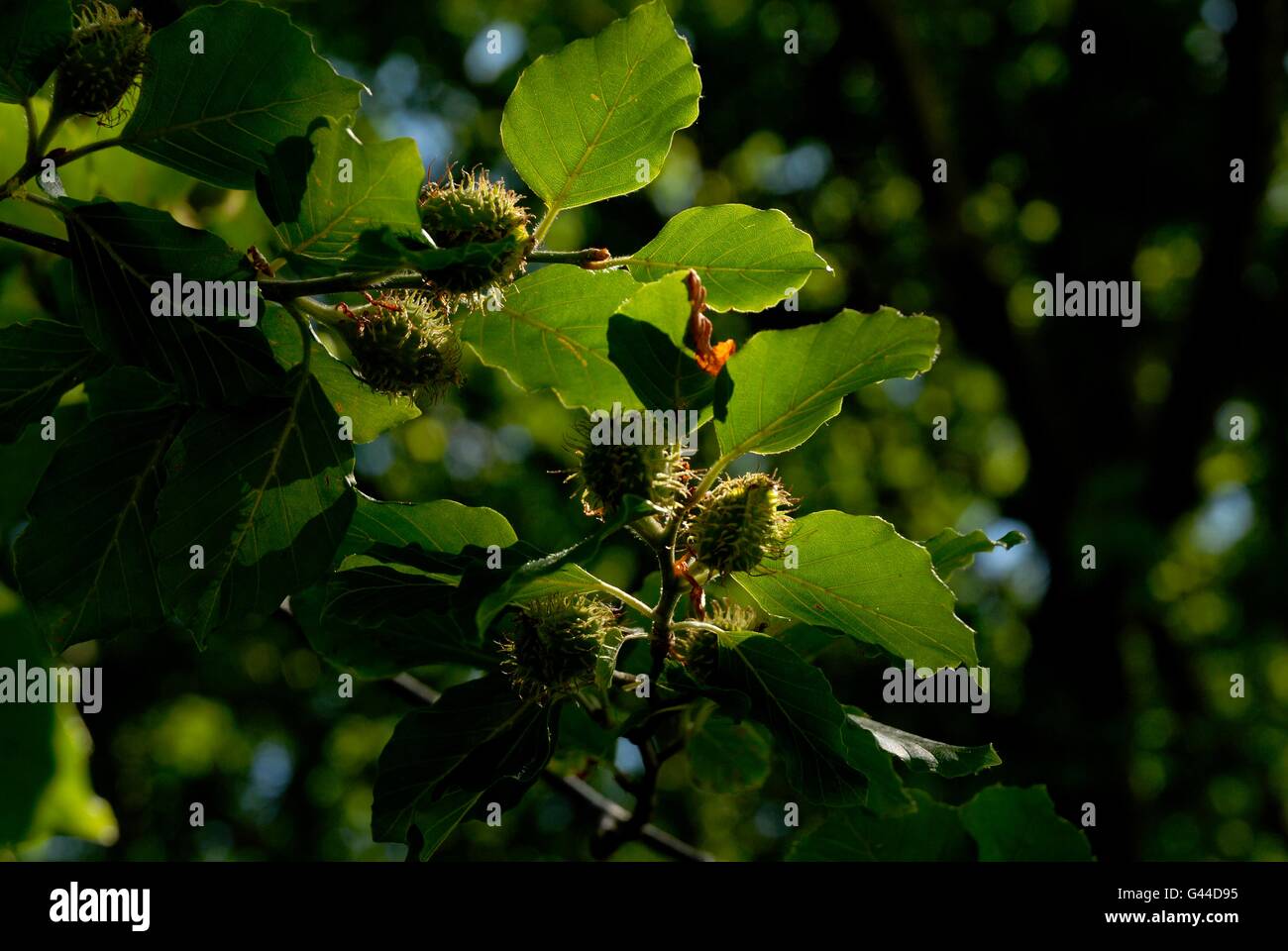 Pure lights hi-res stock photography and images - Alamy