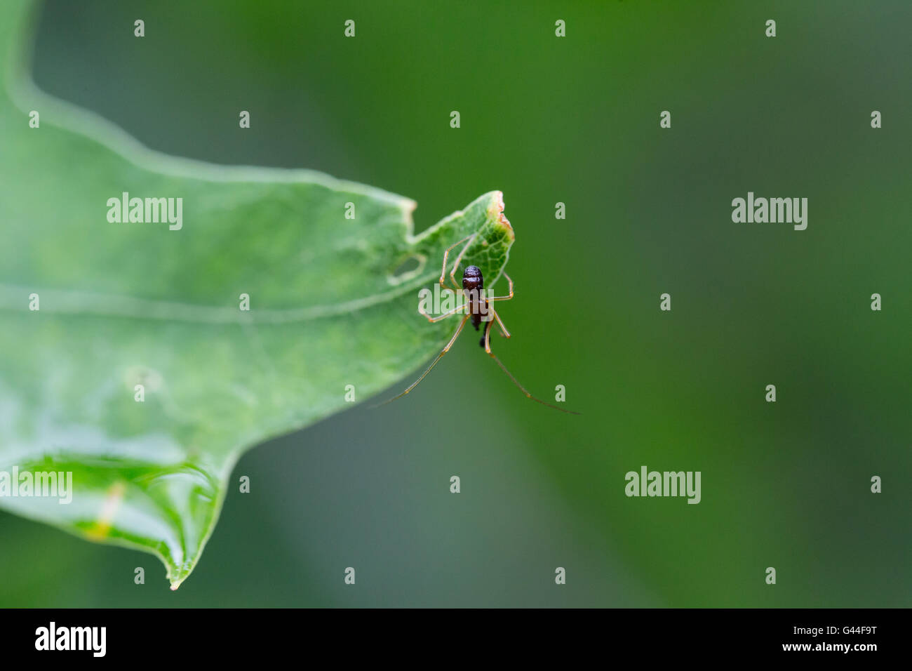 spider on leaf Stock Photo - Alamy