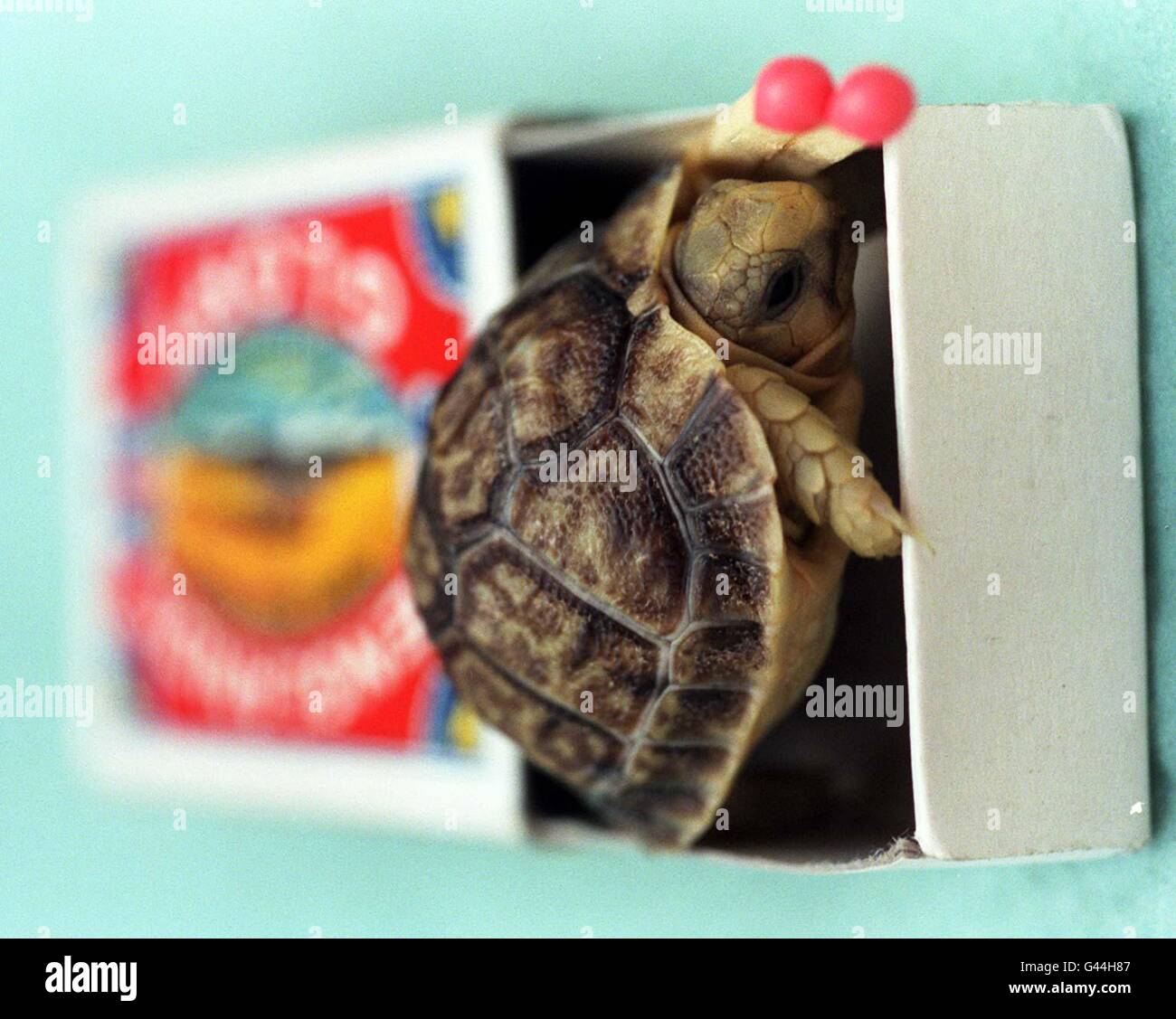 A rare Kleinmanns tortoise, one of three born in the last week, is ...
