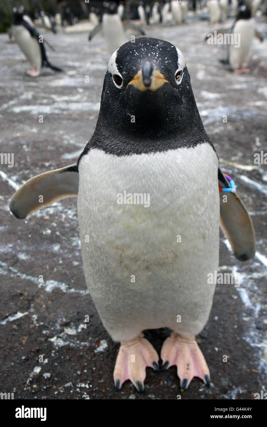 Gentoo penguins at the start of the annual breeding season at Edinburgh ...