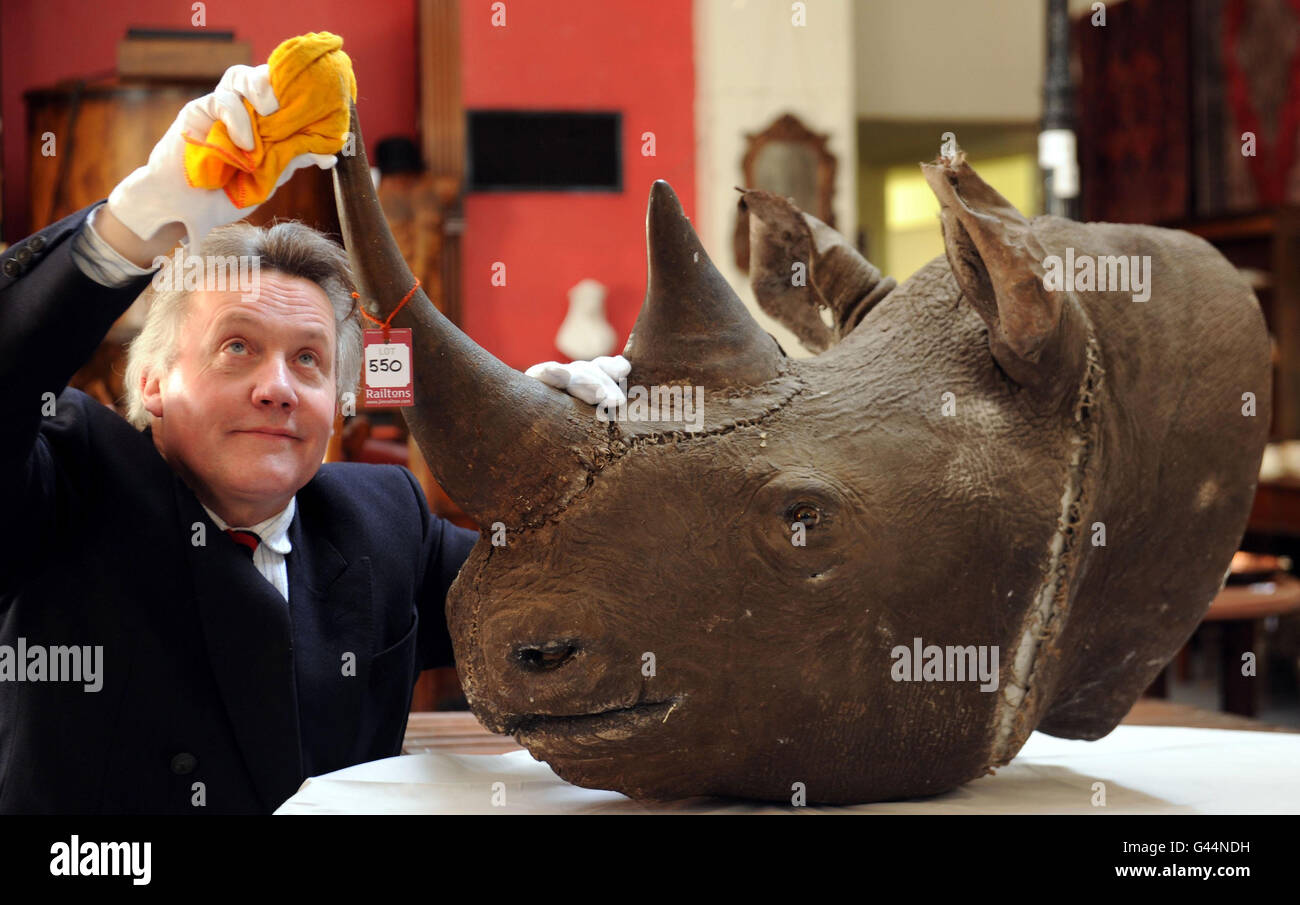 Auctioneer Jim Railton, based in Alnwick, with a rare black rhinoceros ...