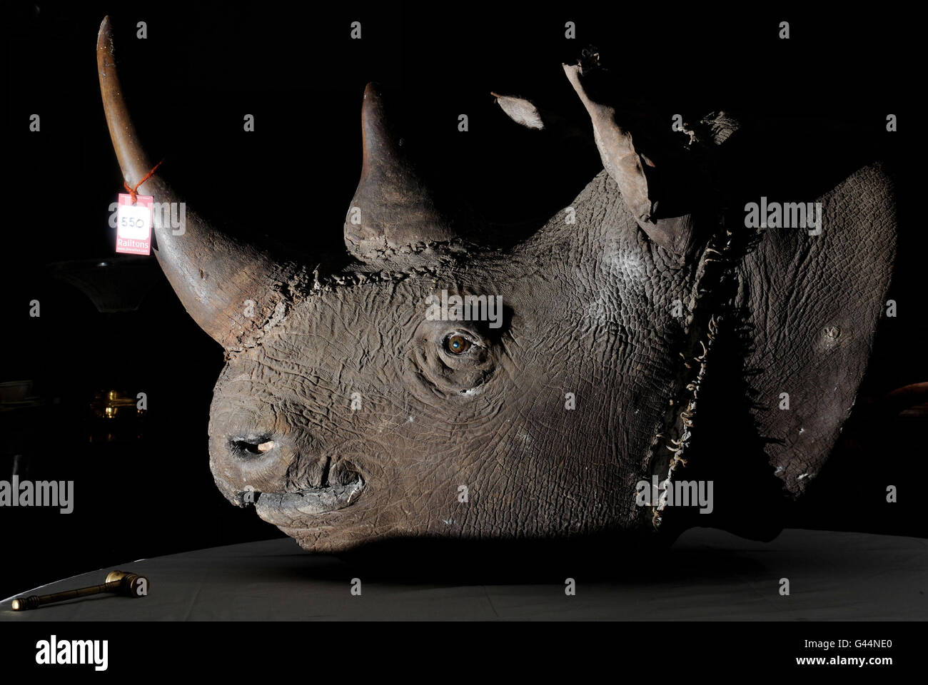 A rare black rhinoceros head, which is to be auctioned by Jim Railton ...
