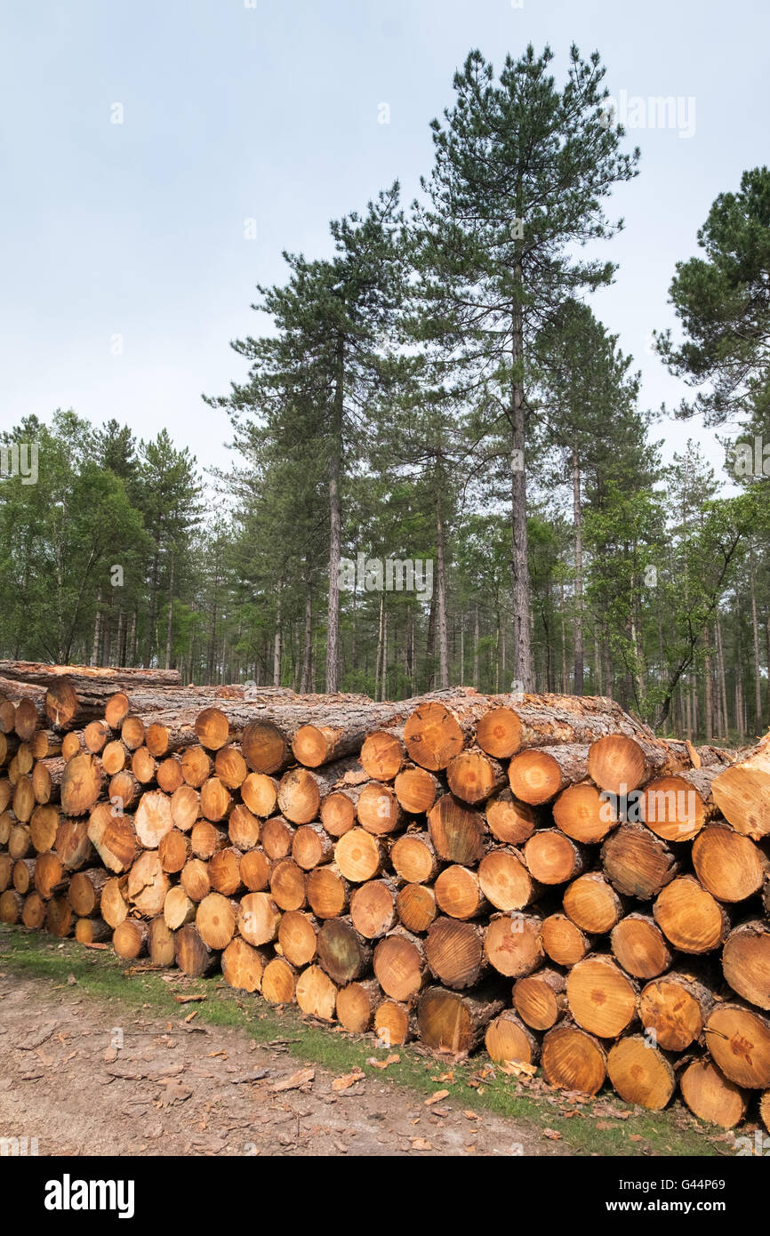 Stack of logs in The New Forest National Park Stock Photo - Alamy