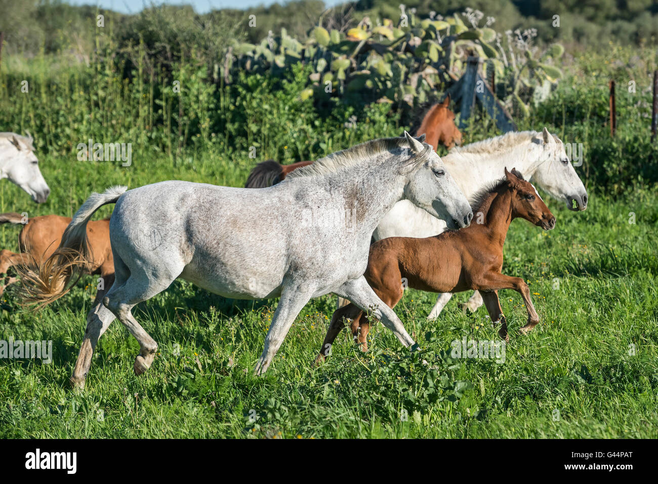 Herd of PRE mares and foals in a field Stock Photo - Alamy