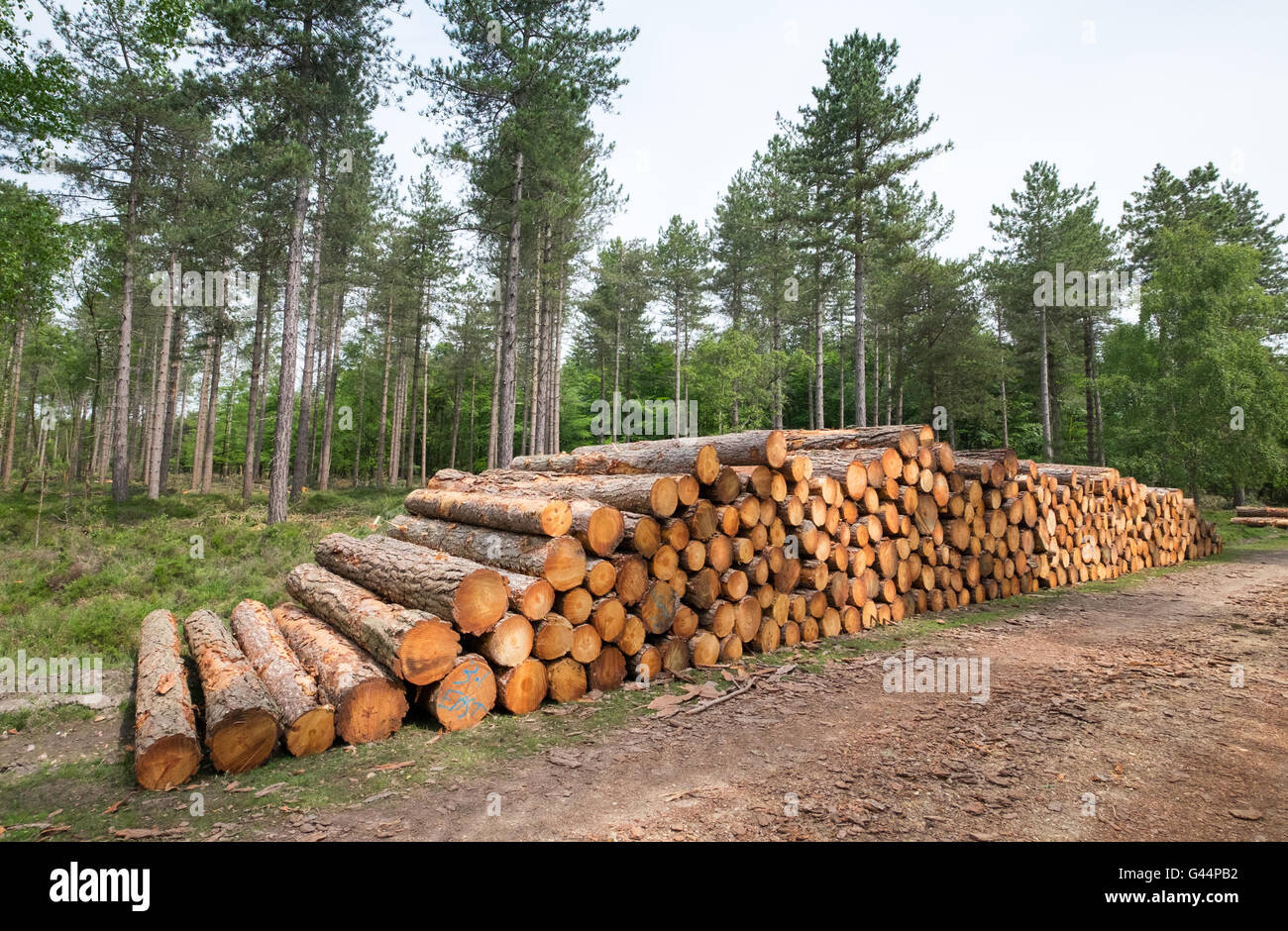 Stack of logs in The New Forest National Park Stock Photo - Alamy