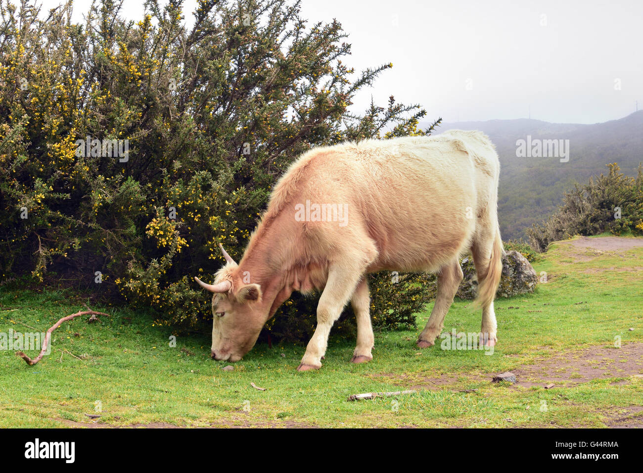 Cow is grazing in Madeira island, Portugal Stock Photo - Alamy