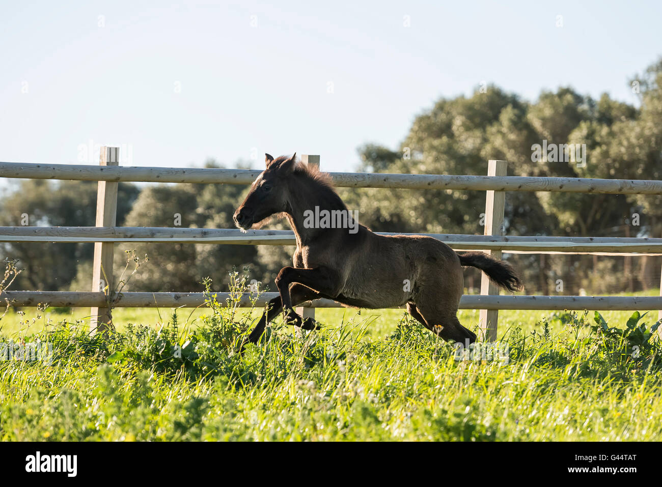 Andalusian horse foal hi-res stock photography and images - Alamy