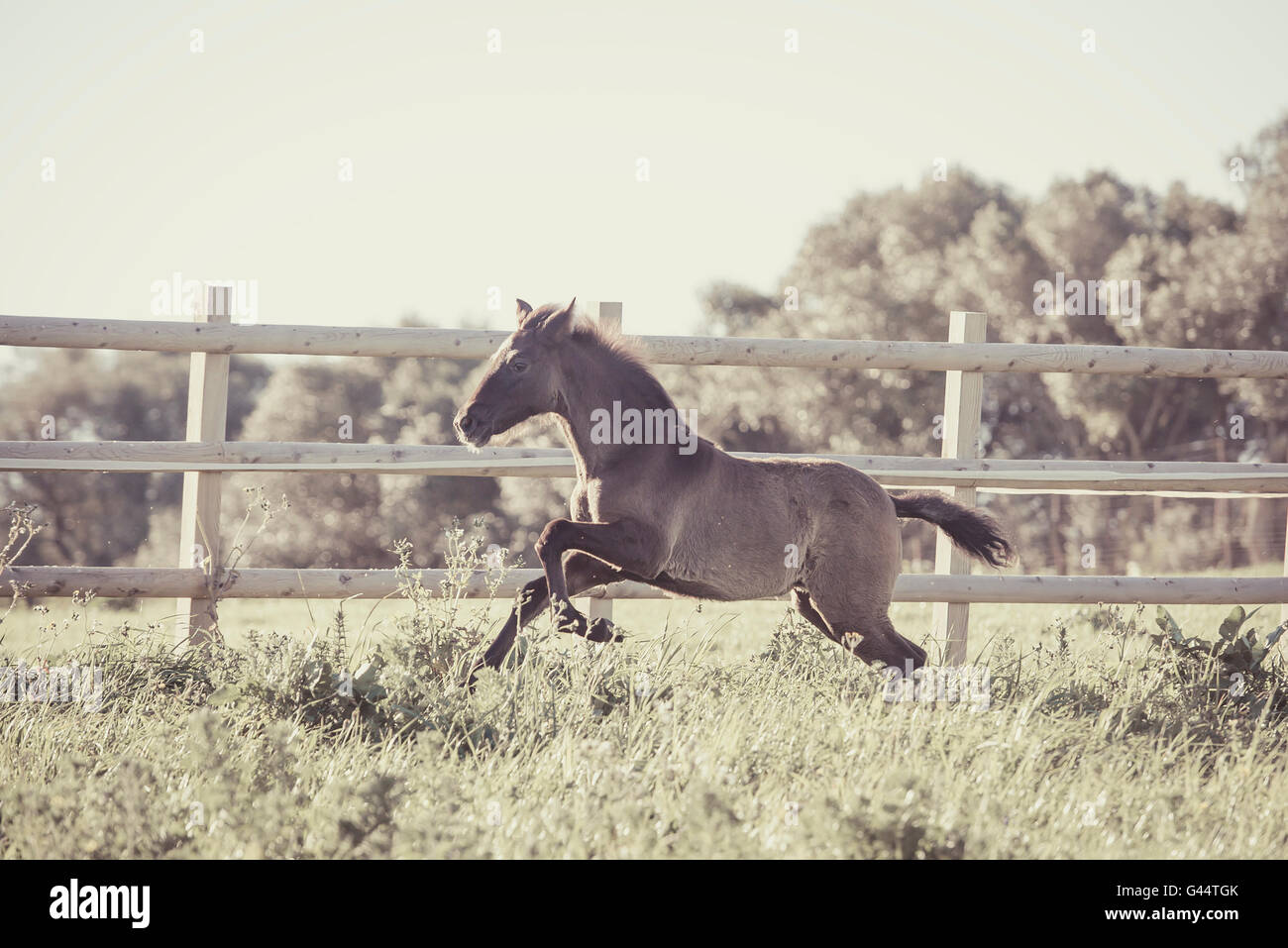 Andalusian horse foal hi-res stock photography and images - Alamy