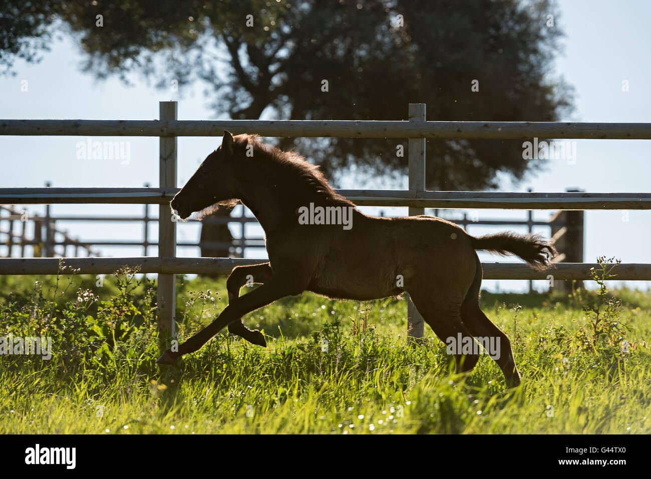 Andalusian horse foal hi-res stock photography and images - Alamy