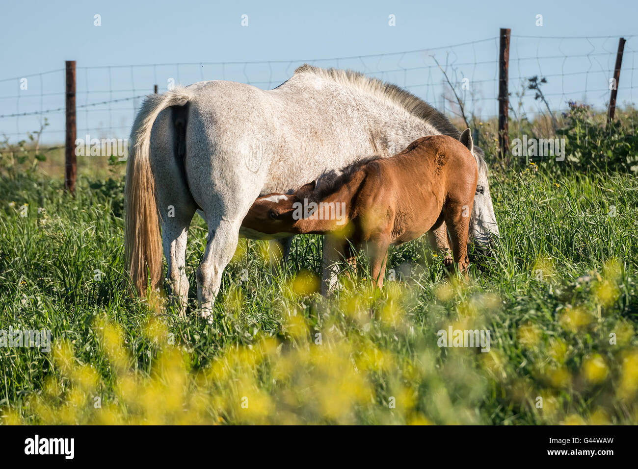 Pre feeding hi-res stock photography and images - Alamy