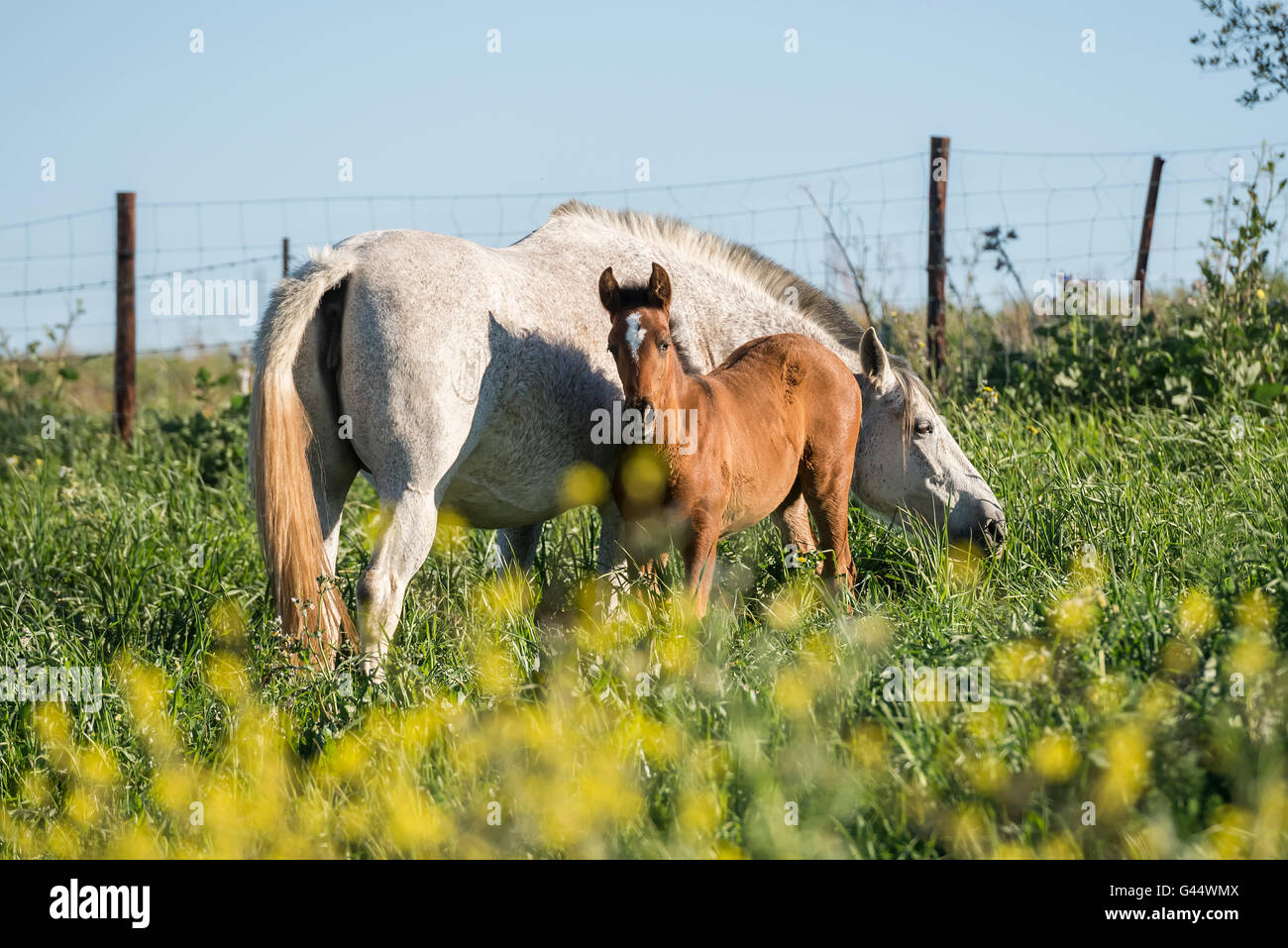Mares feeding hi-res stock photography and images - Alamy