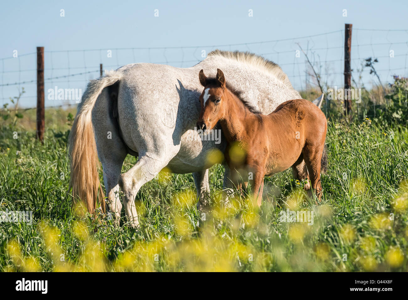 Mares feeding hi-res stock photography and images - Alamy
