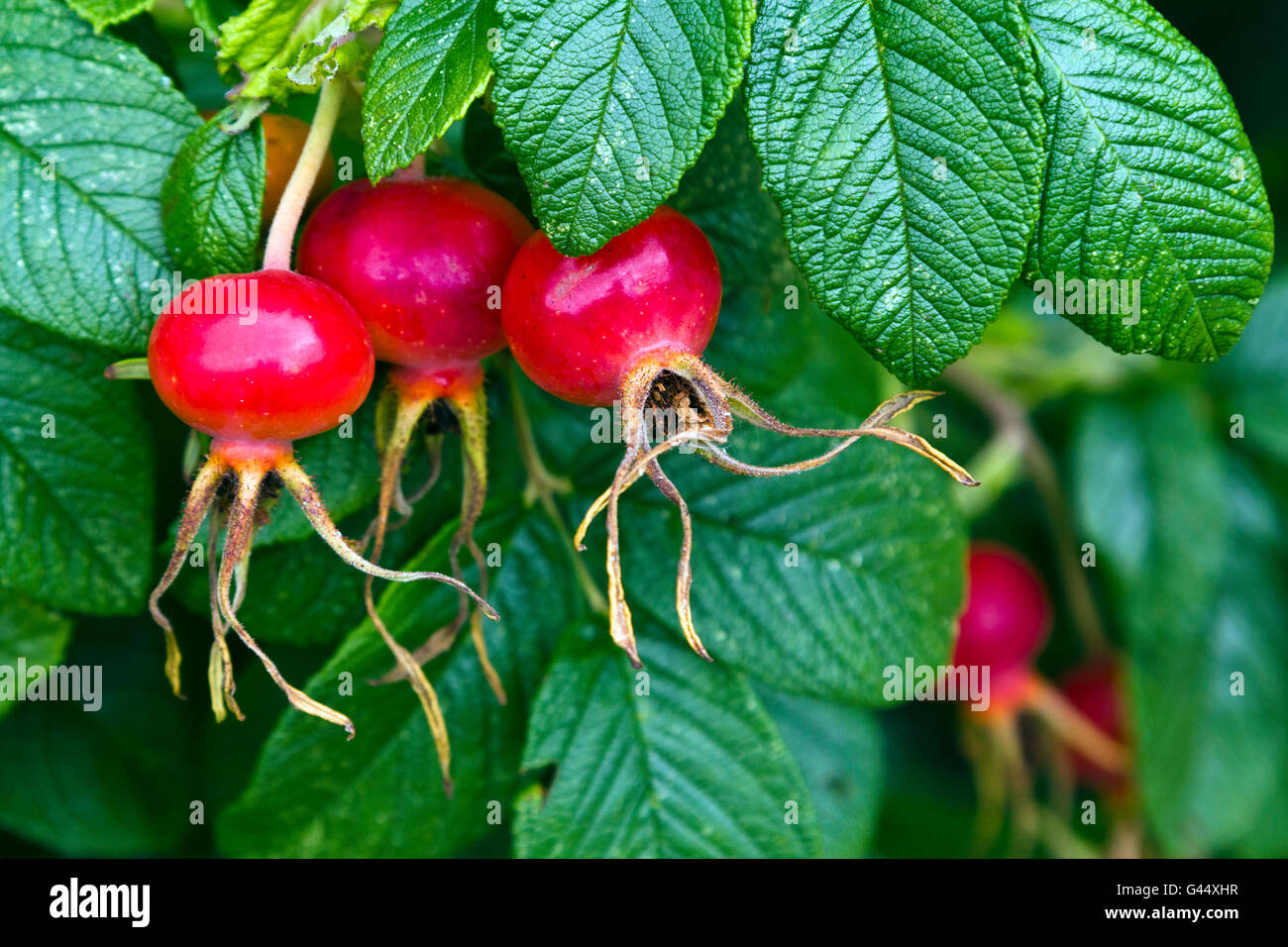 Red rose hips on Rosa rugosa plant Stock Photo - Alamy