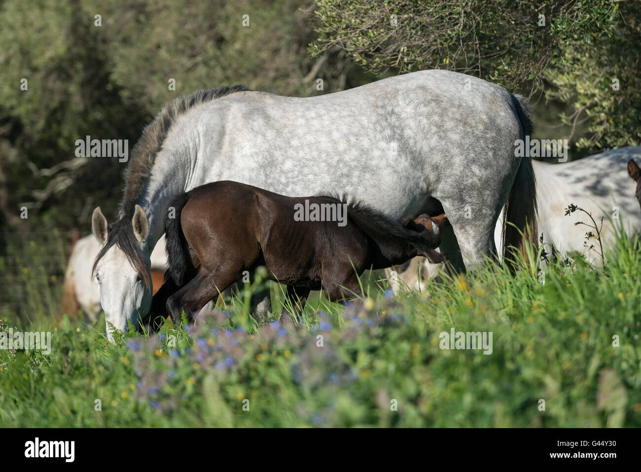 Pre feeding hi-res stock photography and images - Alamy