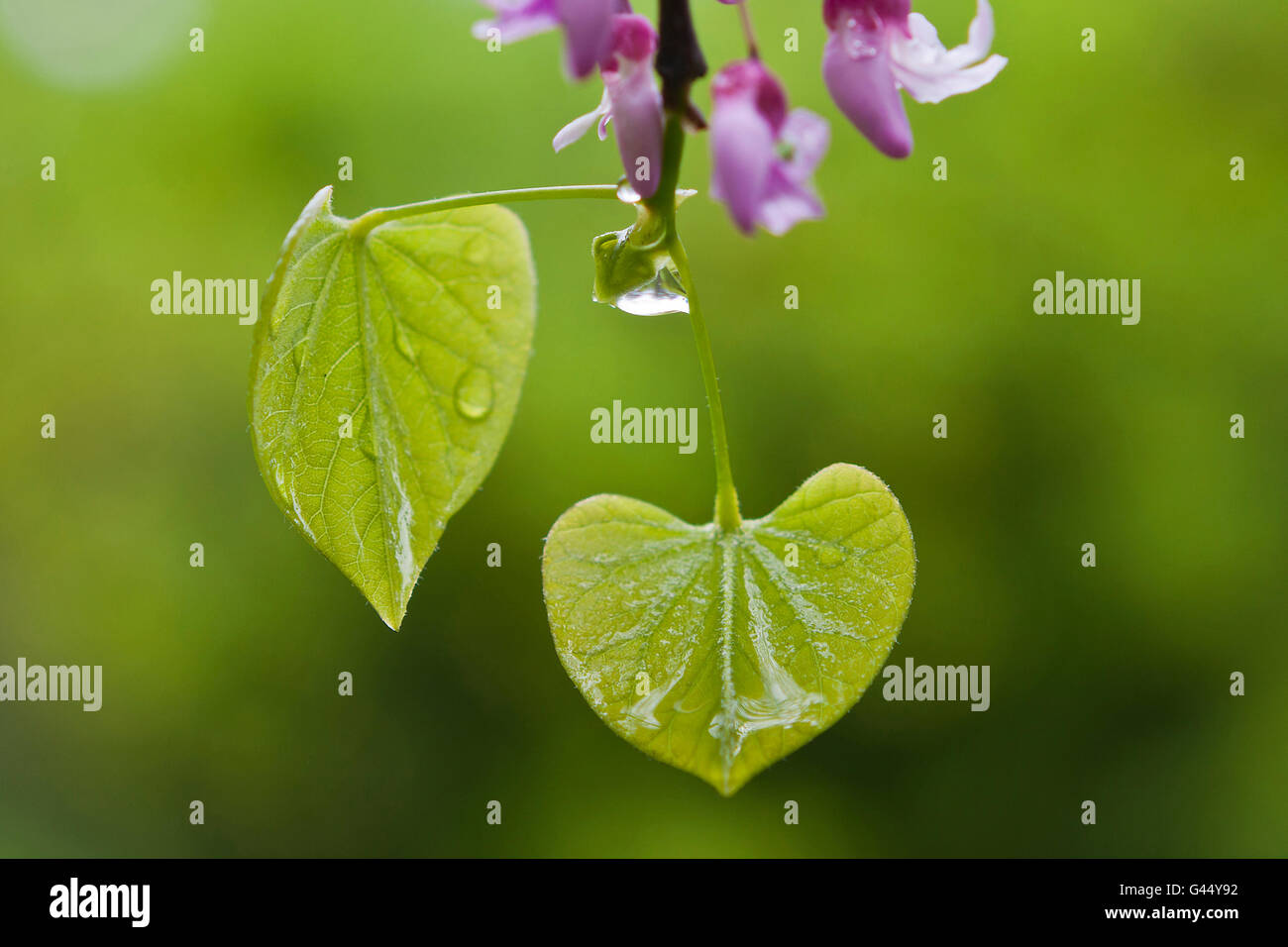 Wet Young Green Leaves after Light Spring Rain against Background Stock ...
