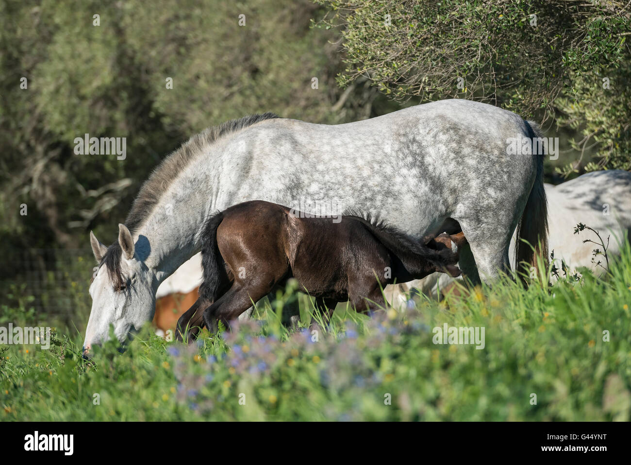 Mares feeding hi-res stock photography and images - Alamy