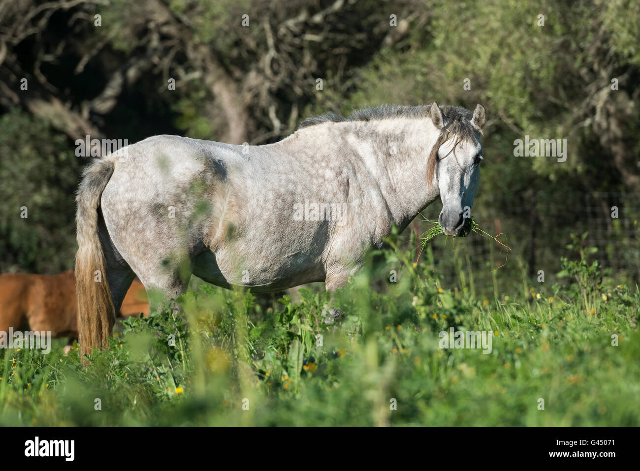 PRE mare and foal in a field Stock Photo - Alamy
