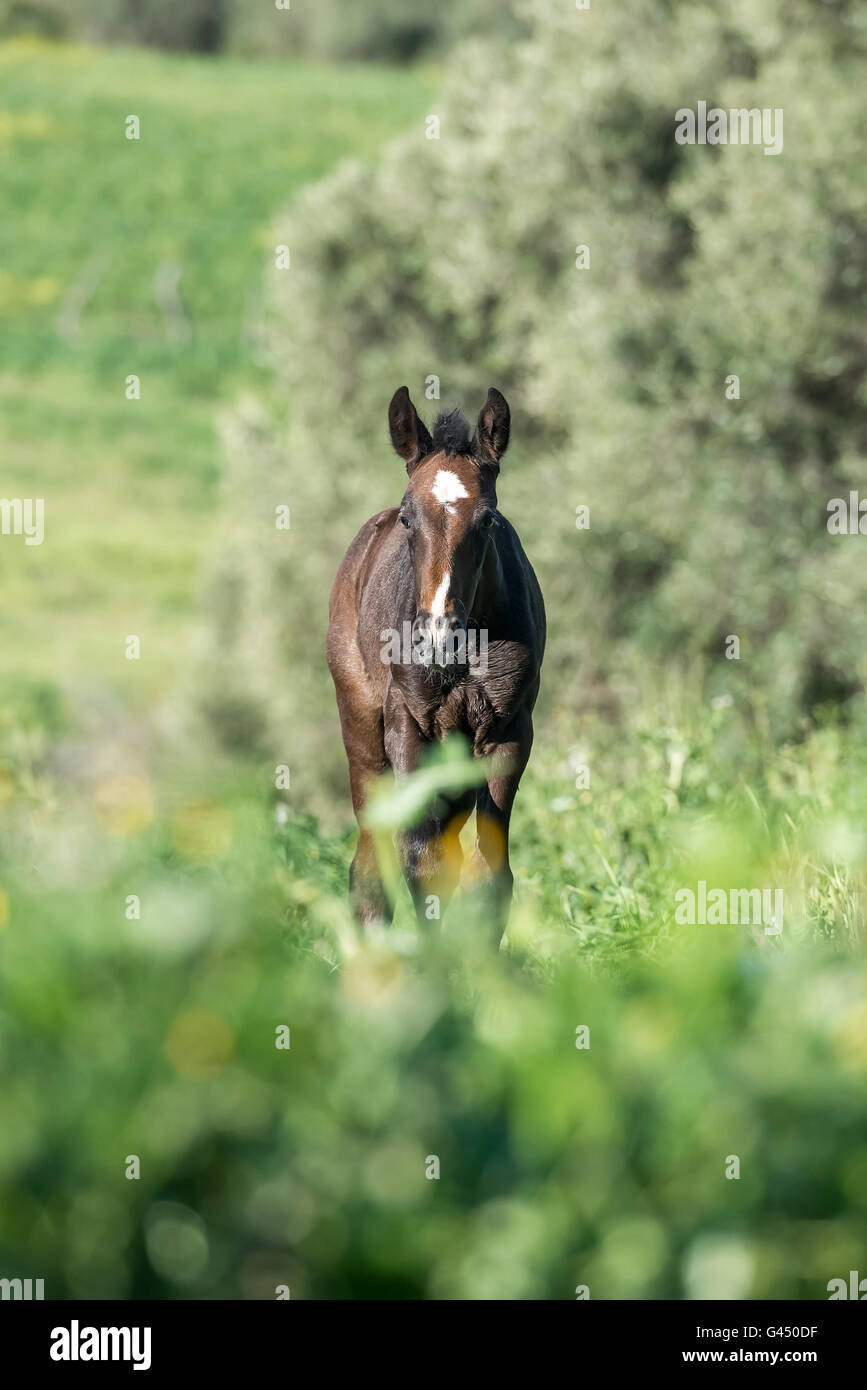 Andalusian horse foal hi-res stock photography and images - Alamy