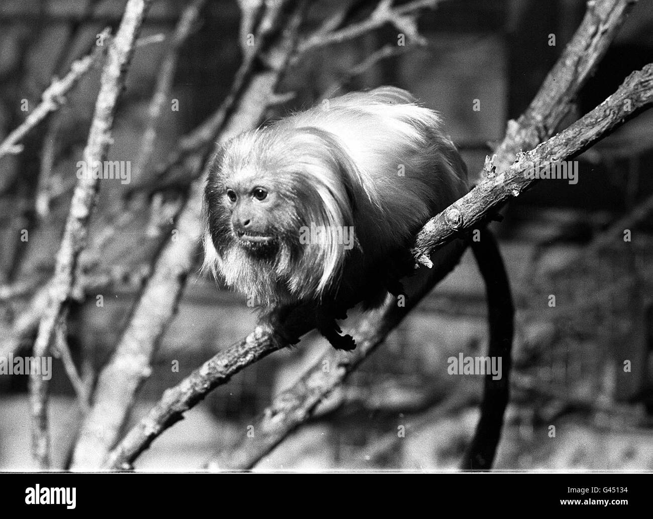 Only one night Black and White Stock Photos & Images - Alamy