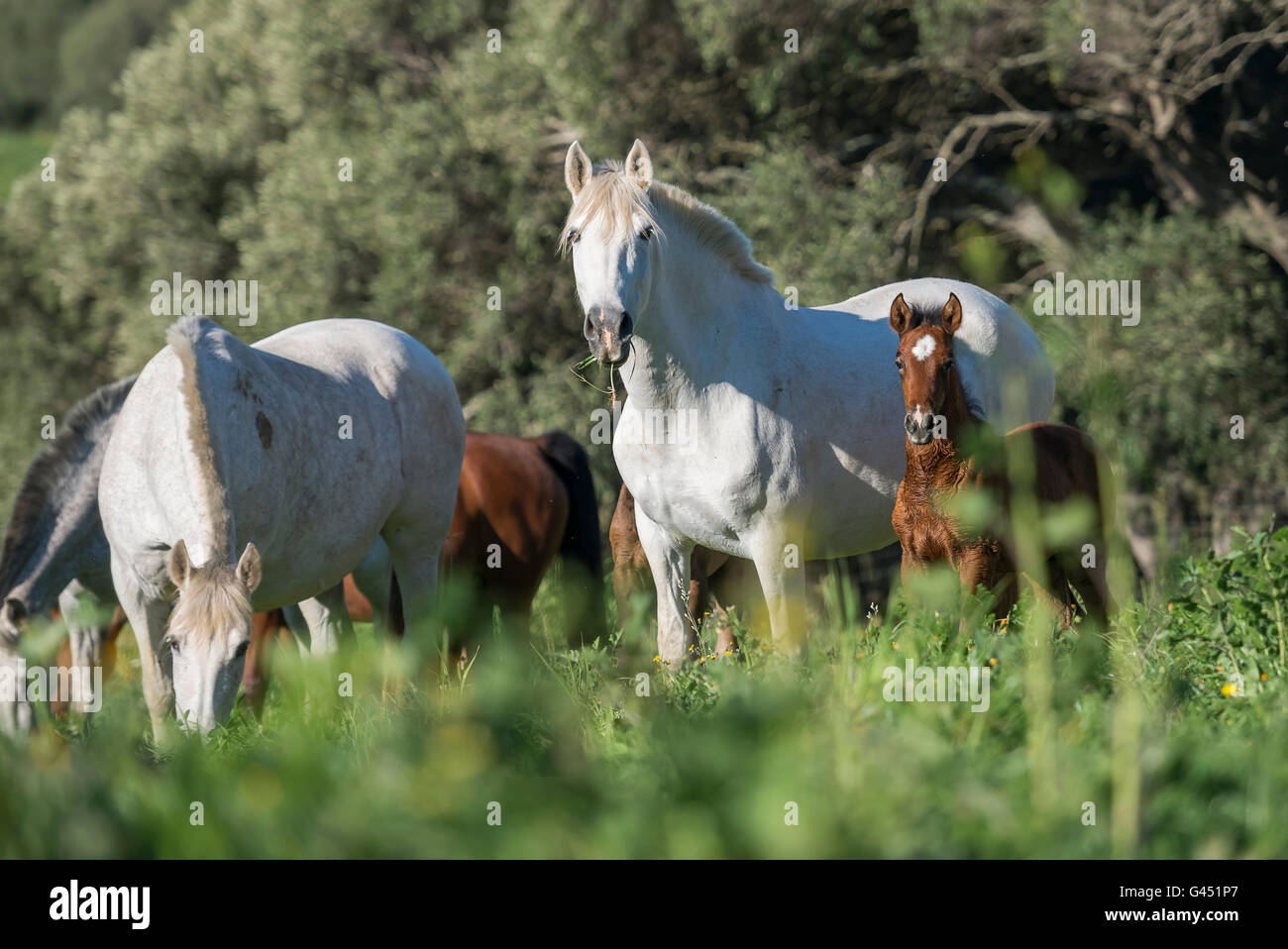 Herd of PRE mares and foals in a field Stock Photo - Alamy