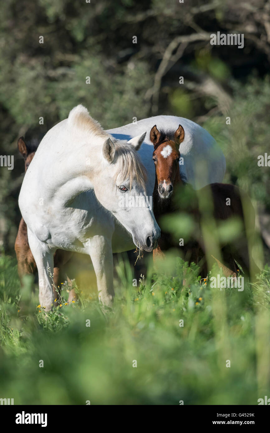 PRE mare and foal in a field Stock Photo - Alamy