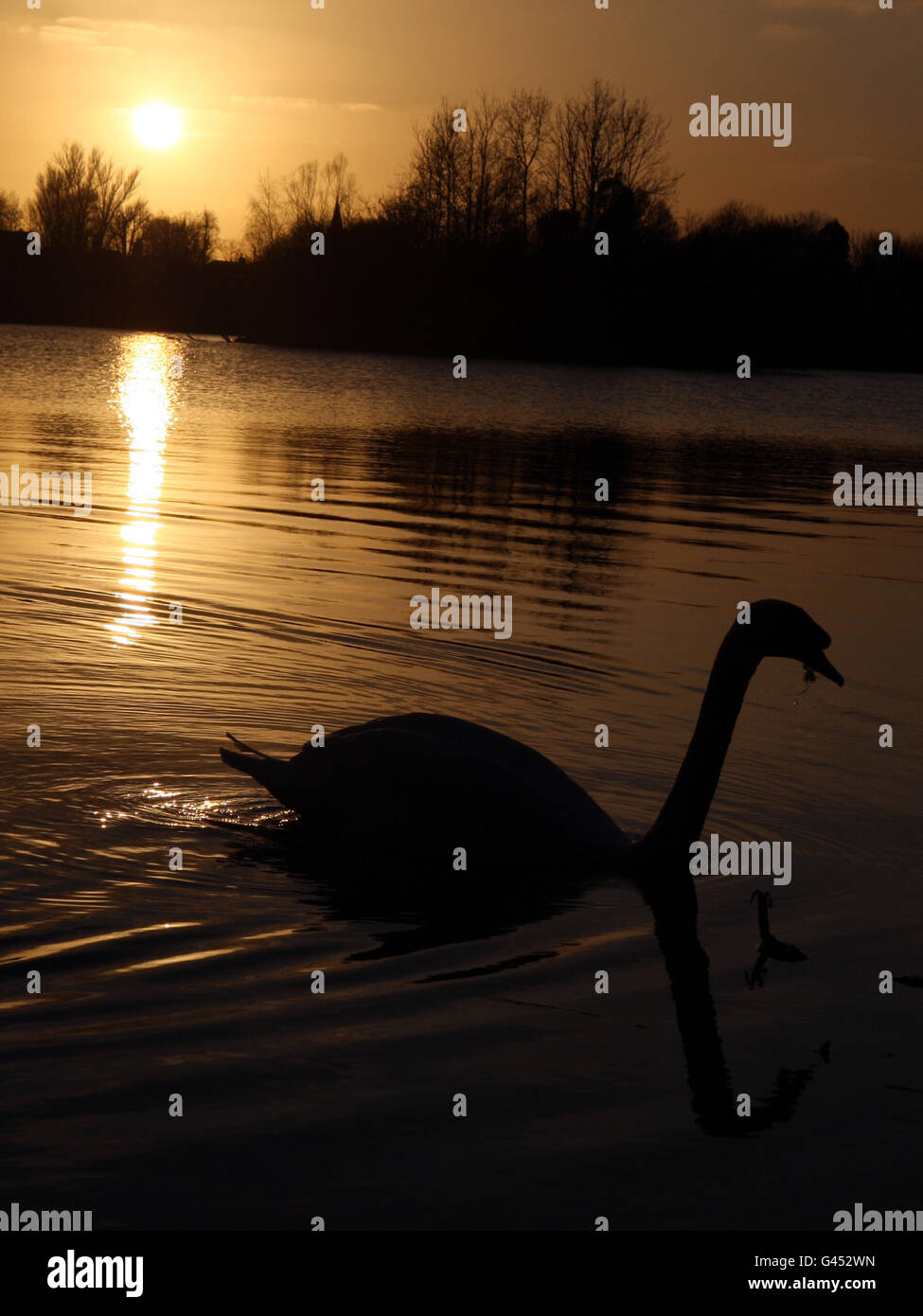 Swan during sunset Stock Photo - Alamy