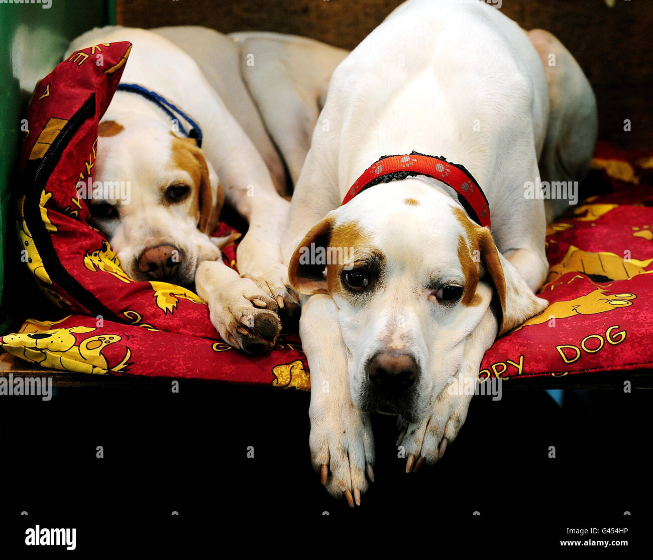 Two Pointers pictured during Crufts annual dog show at the NEC ...