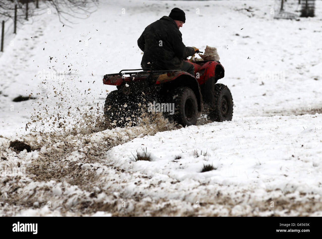 Farmer Peter Laidlaw feeds his sheep at Craigannet Farm near ...